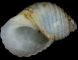 Planpyrgiscus lawsi