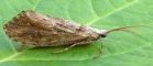 Phryganea grandis