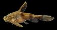 Physopyxis ananas