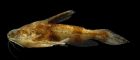 Physopyxis cristata