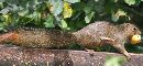 Callosciurus notatus