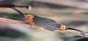 Plectrotarsus gravenhorstii