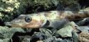 Gymnodraco acuticeps