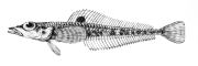 Prionodraco evansii