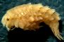 Pseudiphimediella nodosa