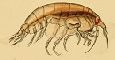 Pseudotryphosa umbonata