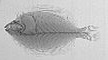 Family: Bothidae (Left-eye flounders)