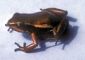 Colostethus jacobuspetersi