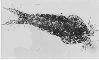 Rhodinicola polydorae