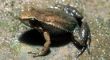 Hyloxalus idiomelus