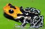 Dendrobates nubeculosus