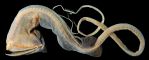 Lavenberg's gulper eel