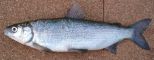 Coregonus sardinella