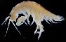 Serejohyale spinidactylus
