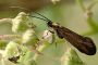 Sericostoma personatum