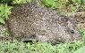 Family: Chinchillidae (Chinchillas and Viscachas)