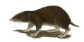 Lesser Gymnure