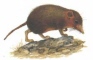 Shrew Gymnure