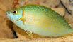 Family: Sillaginidae (Sillagos)