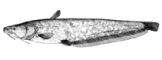 Silurus mento