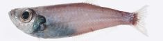 Bathyclupea gracilis