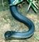 Cryptophis nigrescens