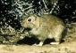 Microcavia australis