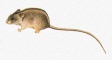 Sicista subtilis