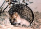 Somali Hedgehog