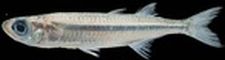 Atherinomorus aetholepis