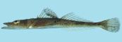 Cociella punctata