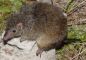 Antechinus minimus