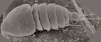 Tantulacus dieteri