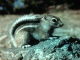 Ammospermophilus interpres