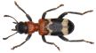 Thanasimus formicarius