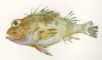 Family: Normanichthyidae (Mote sculpins)