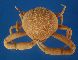 Toru granuloides