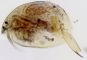 Tretocephala ambigua