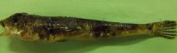 Gobionotothen acuta
