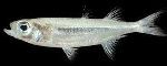 Atherinomorus duodecimalis