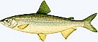 Coregonus tugun