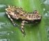 Family: Alsodidae (Spiny-chest and Ground Frogs)