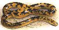 Typhlops congestus