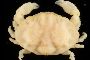 Urashima pustuloides