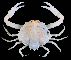 Urashima pustuloides