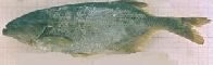 Marcusenius victoriae