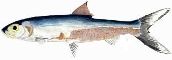West African lady-fish