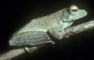 Chiromantis rufescens