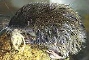Web-footed Tenrec