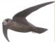 Cypseloides storeri